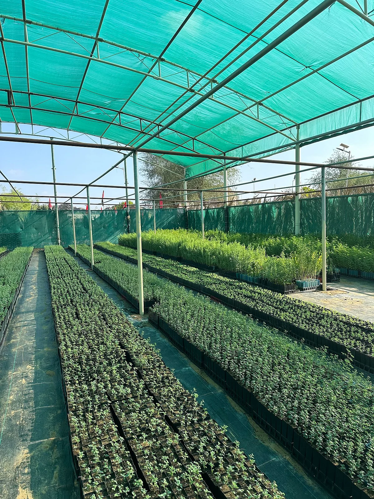 UAE: Farmers start to get 1 million local tree seedlings for a greener ...