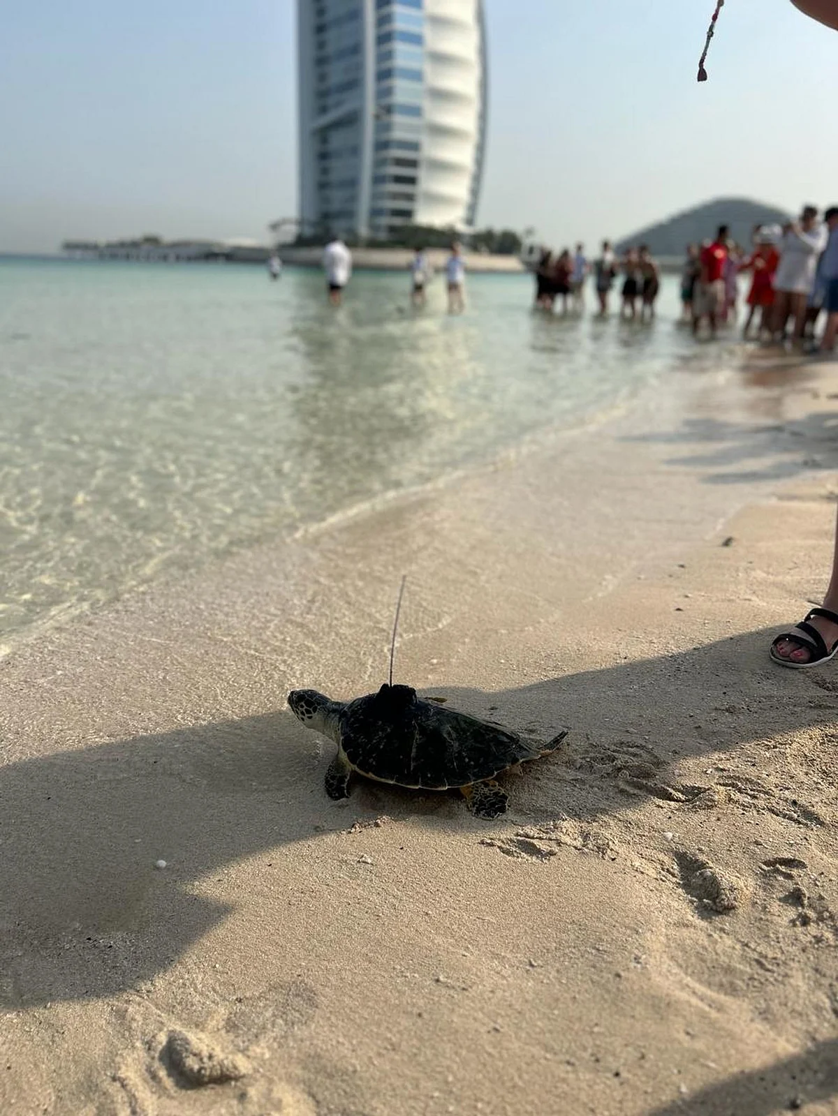 Dubai: Sea turtle released from Jumeirah Beach reaches Thailand ...