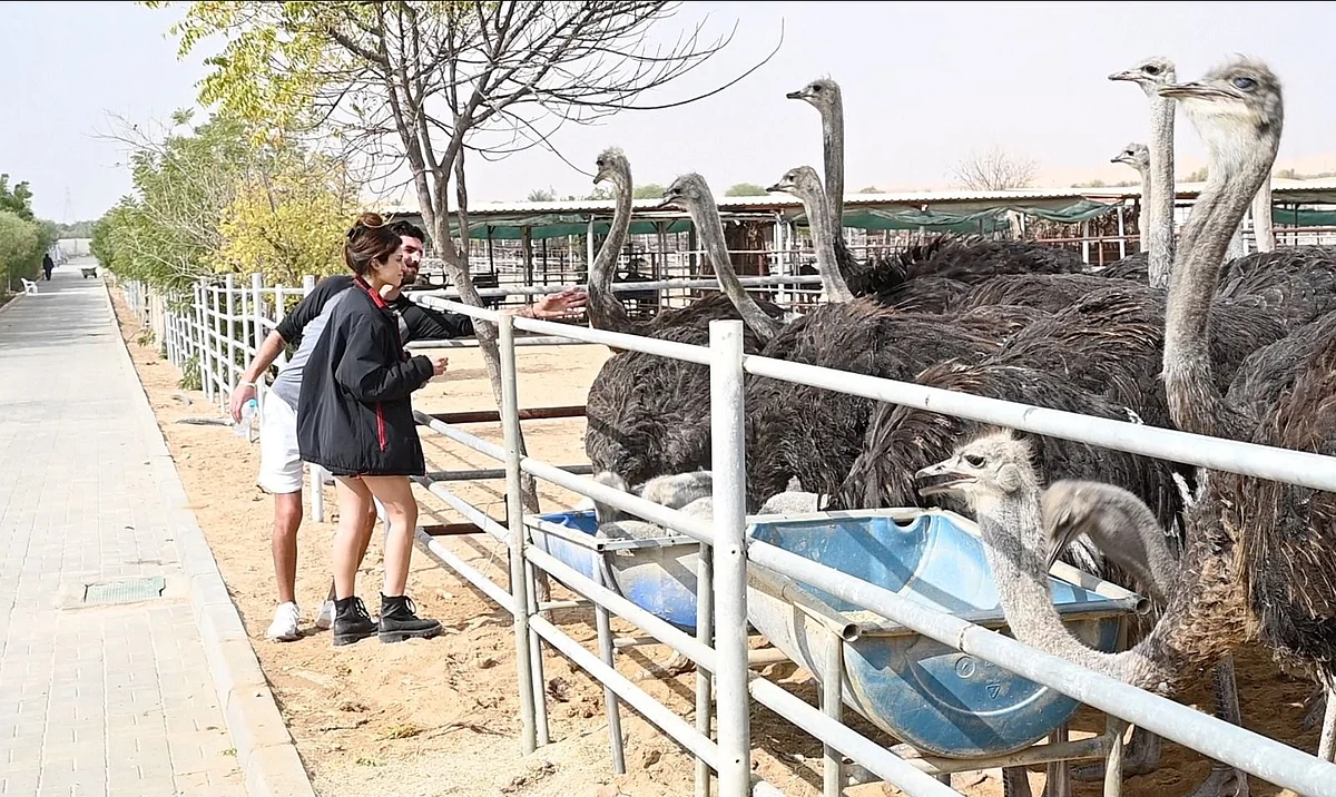 Watch: Inside UAE's most unique farm that houses around 2,000 ostriches ...