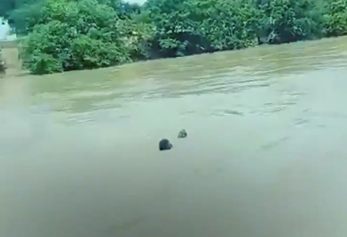Video: Policeman dives into river to save drowning man