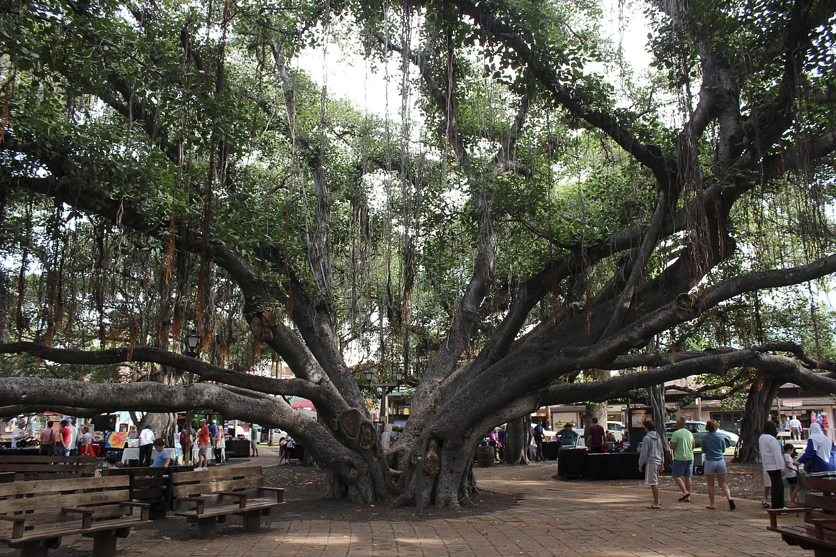 Photos: 150-year-old tree from India among historic landmarks scorched ...