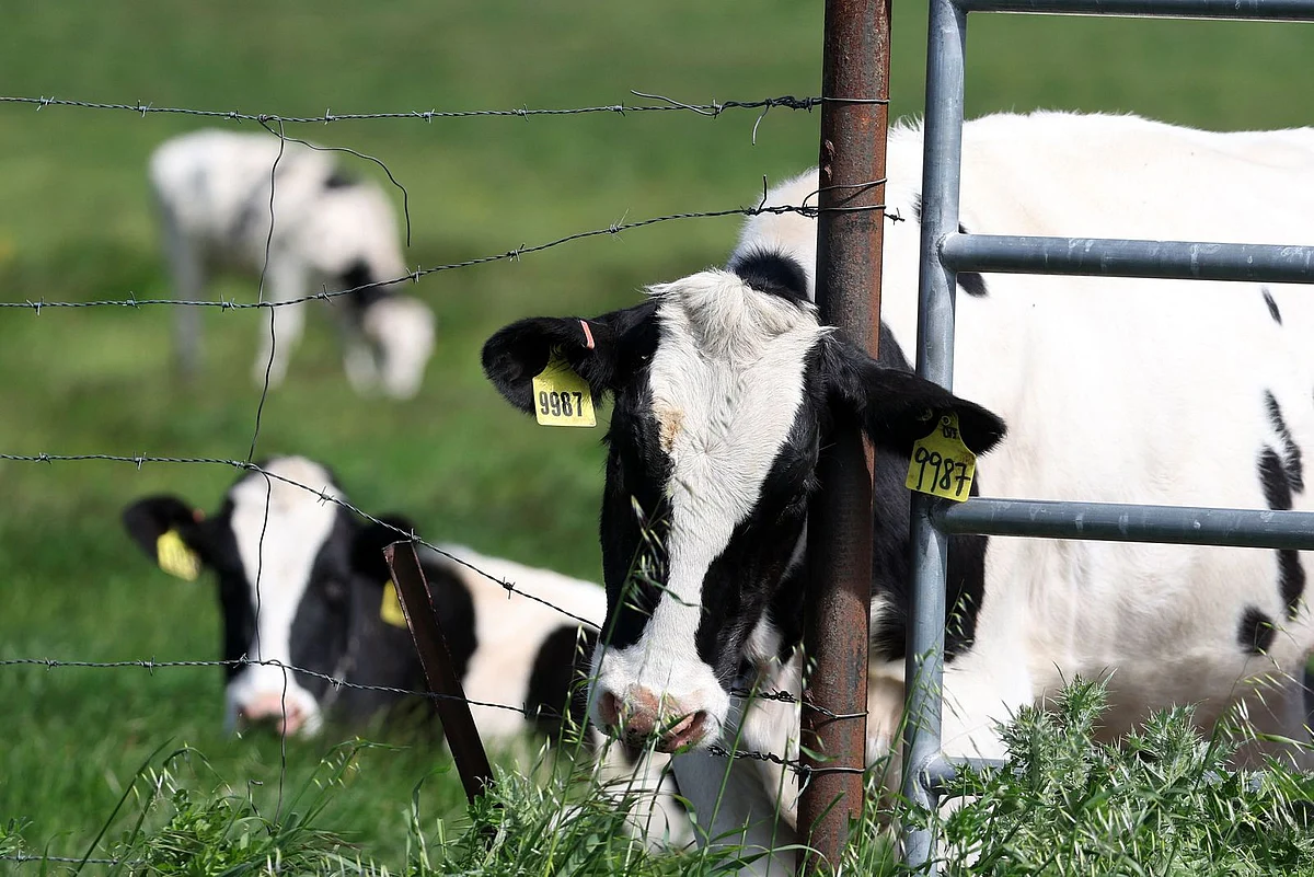 Bird flu may infect cows outside the US, says WHO | Khaleej Times