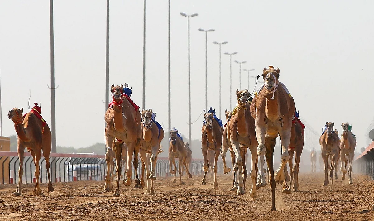 Abu Dhabi's Sweihan camel race renamed Sheikh Sultan bin Zayed Heritage ...