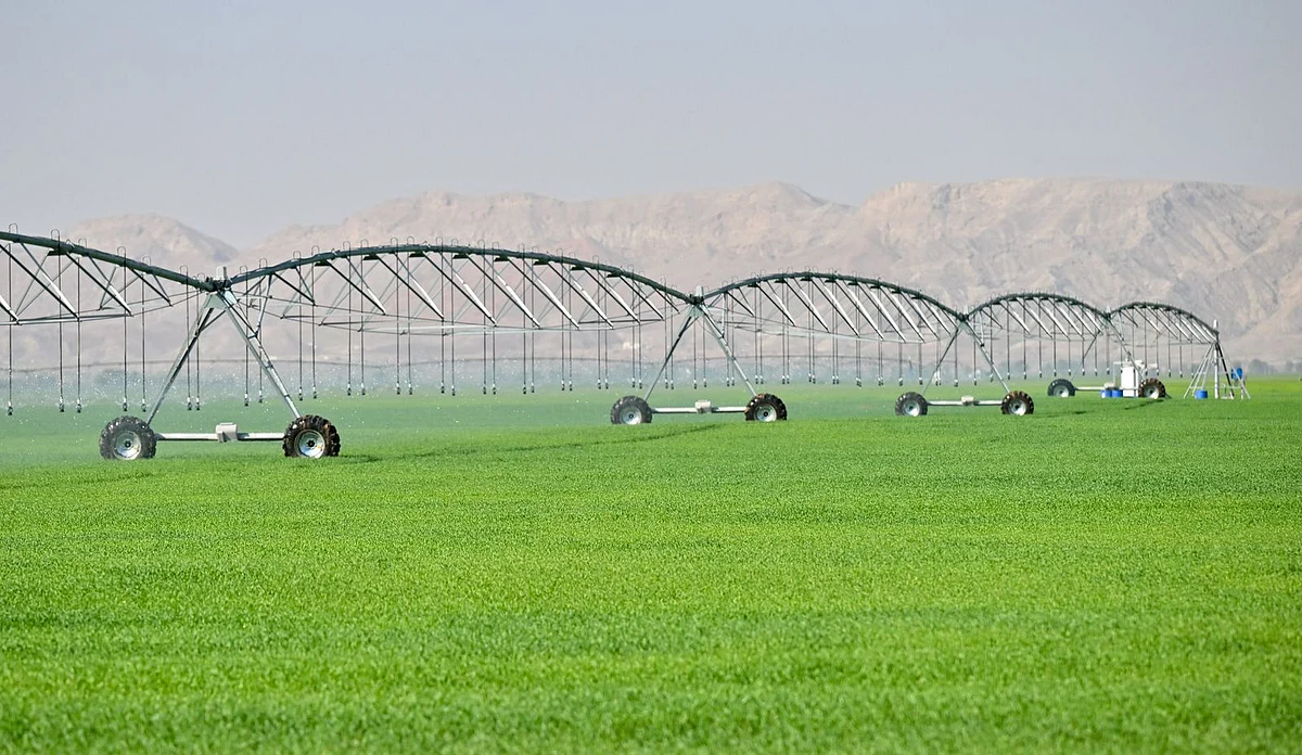 Look: Inside Sharjah’s sprawling wheat farm that has greened the mountain desert | Khaleej Times