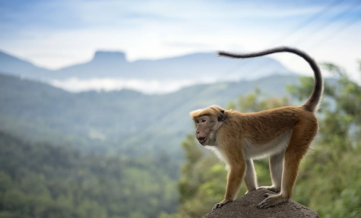 Cash-strapped Sri Lanka considers exporting 100,000 endangered monkeys ...