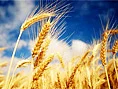 Scientists create salt-tolerant wheat | Khaleej Times
