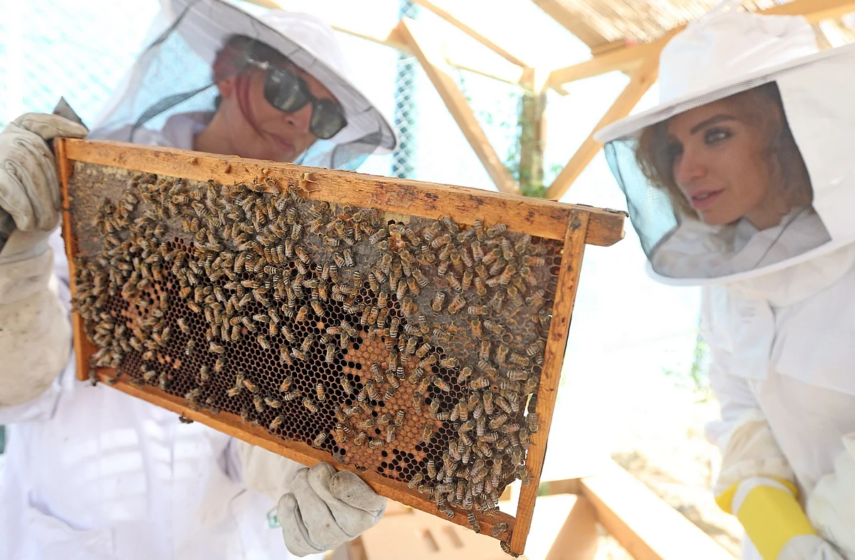 Bee rehabilitation initiative turns Dubai residents into beekeepers ...