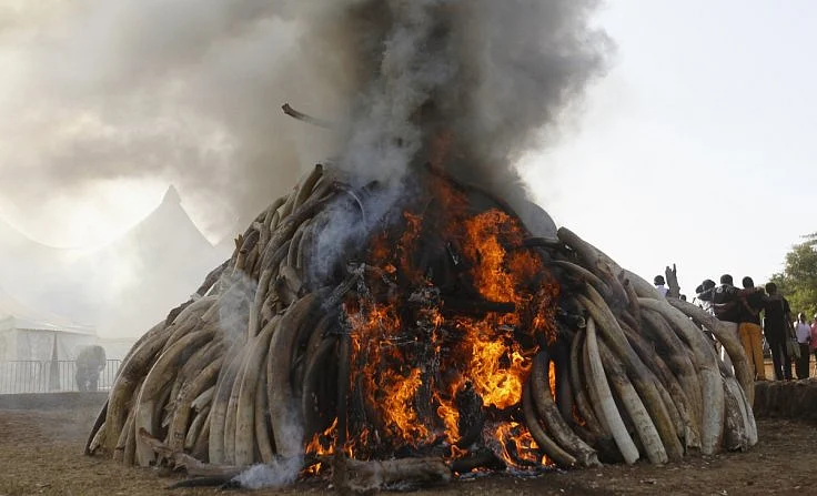 Kenya lights world's biggest ivory bonfire