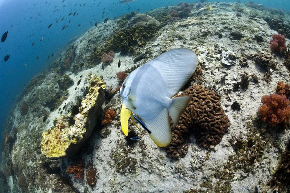 Qatar coral reef at risk from warming seas, says study | Khaleej Times