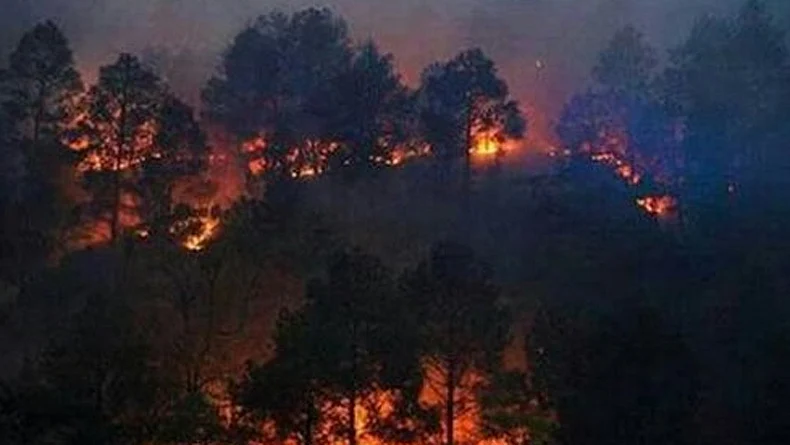 WATCH: Forest fires sweep across north India | Khaleej Times
