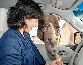 The cogs behind the camels at Camelicious farm | Khaleej Times