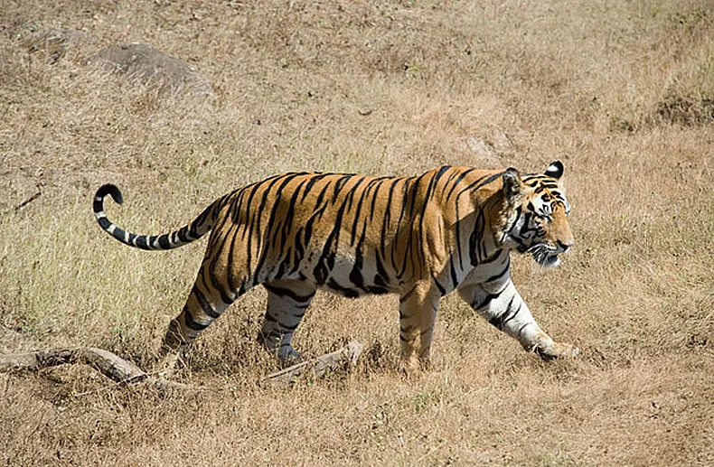 Indian villages under curfew after deadly tiger attacks | Khaleej Times