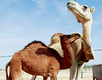 Do not overfeed your camel, says top vet scientist | Khaleej Times