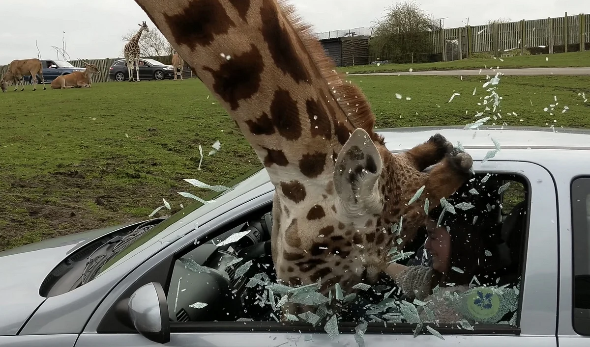 Video: Hungry giraffe gets its head stuck in car window | Khaleej Times