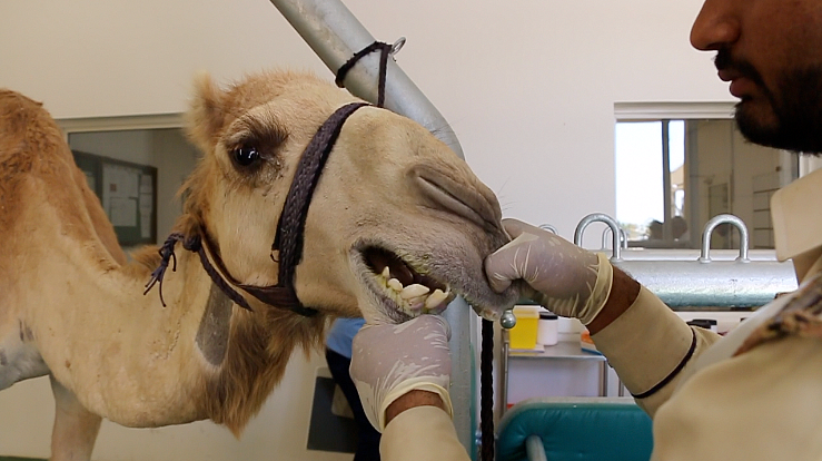 A look inside the first Dubai Camel Hospital | Khaleej Times