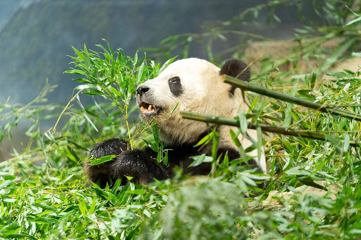 Panda Diplomacy: The departure of DC's beloved pandas may signal a ...
