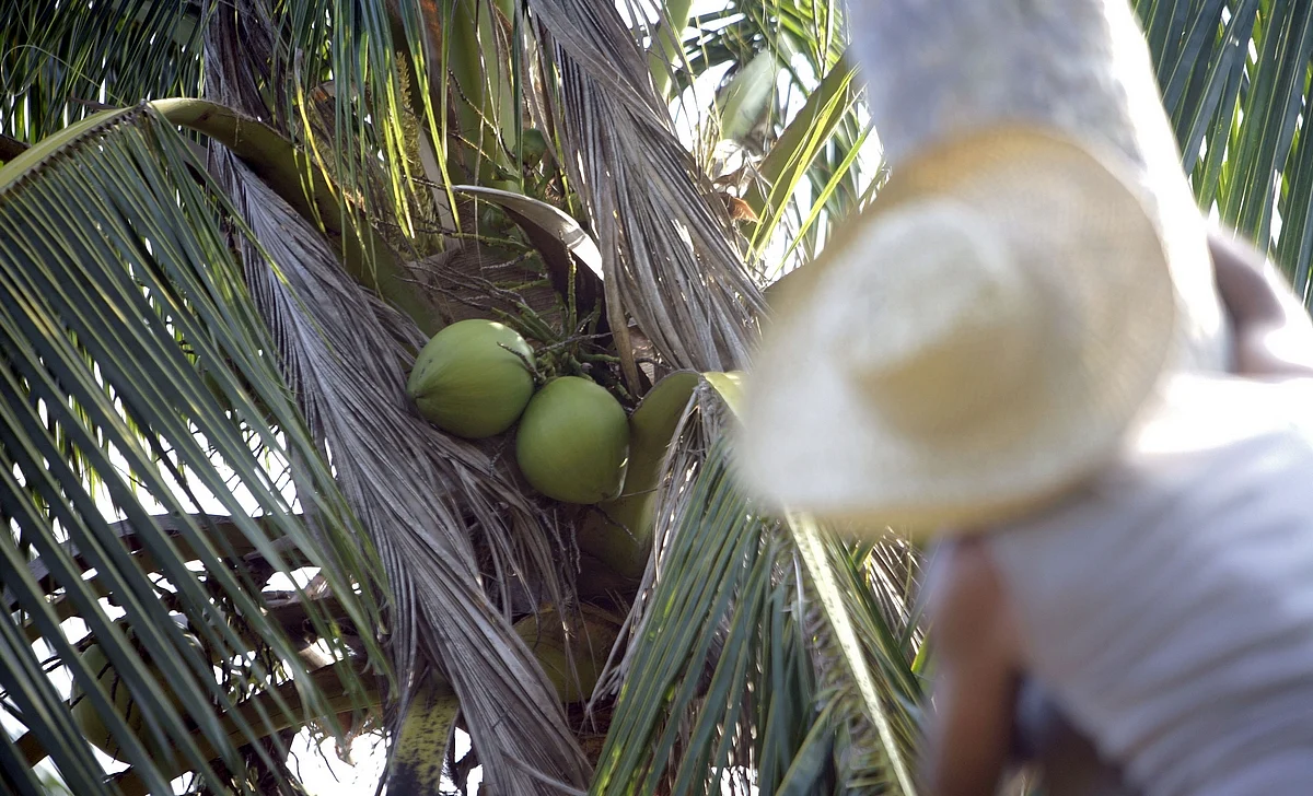 How do Filipino farmers milk the coconut boom? They check their ...