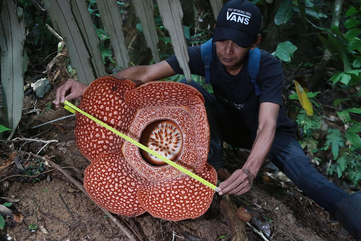 Most species of 'world's largest flower' risk extinction: Study ...