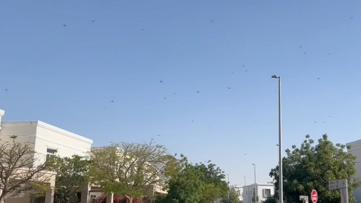 UAE: Seeing a lot of dragonflies in your area? Why these insects are a ...