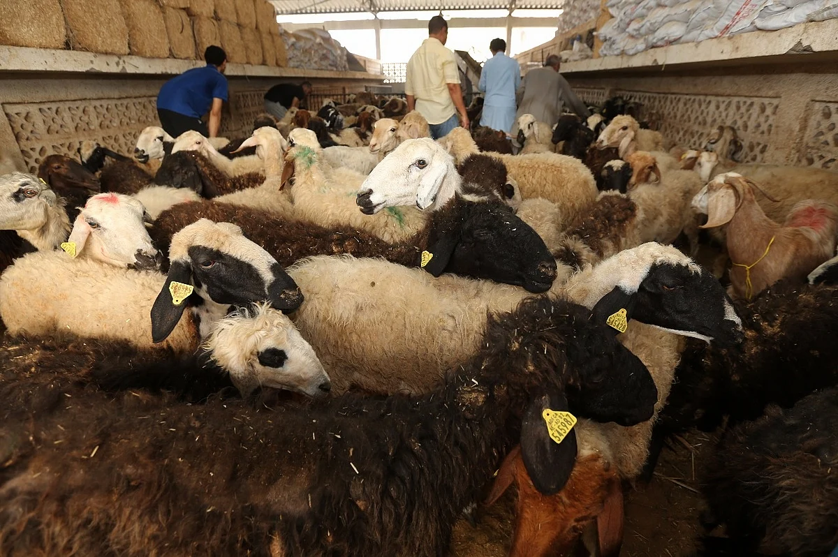 Dubai: Will prices of sacrificial animals dip ahead of Eid Al Adha ...