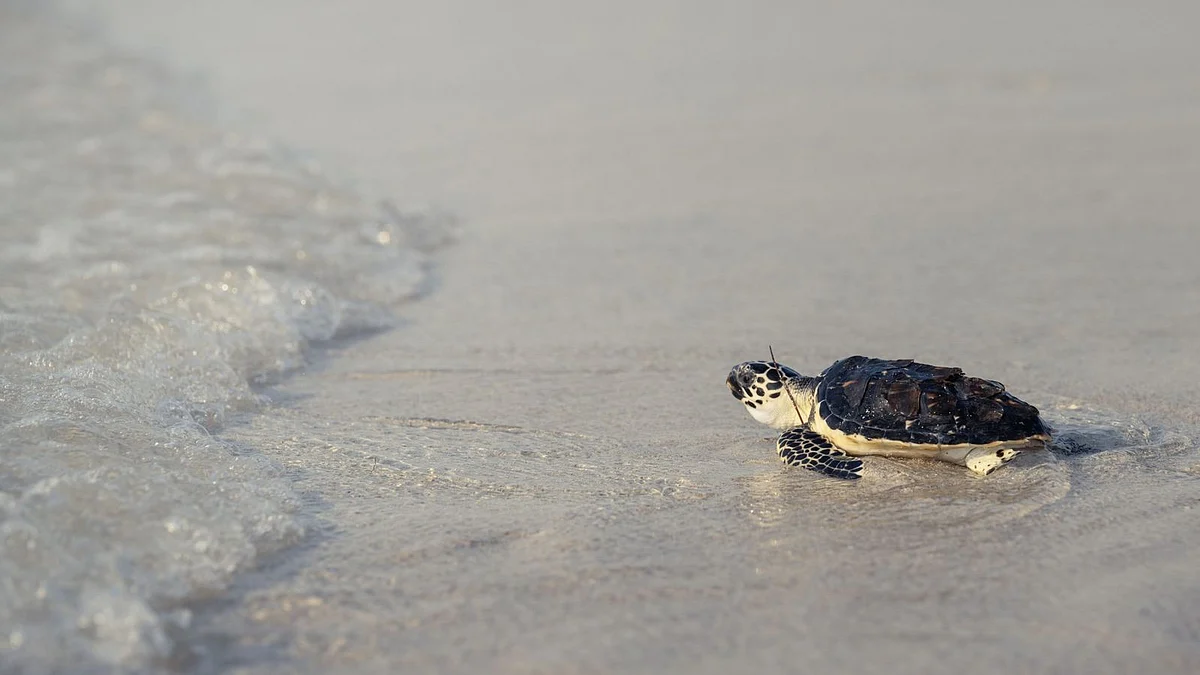 Abu Dhabi: Stranded sea turtle spotted on a beach? Here's what you ...