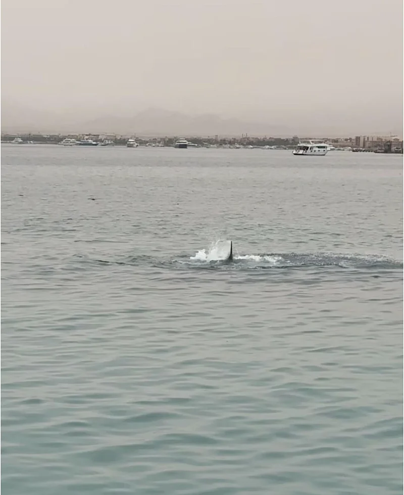 Shocking video shows man 'eaten alive' by shark off Egypt's Red Sea coast
