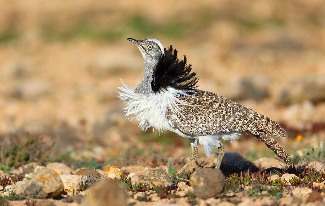 Experts discuss challenges in Houbara conservation | Khaleej Times