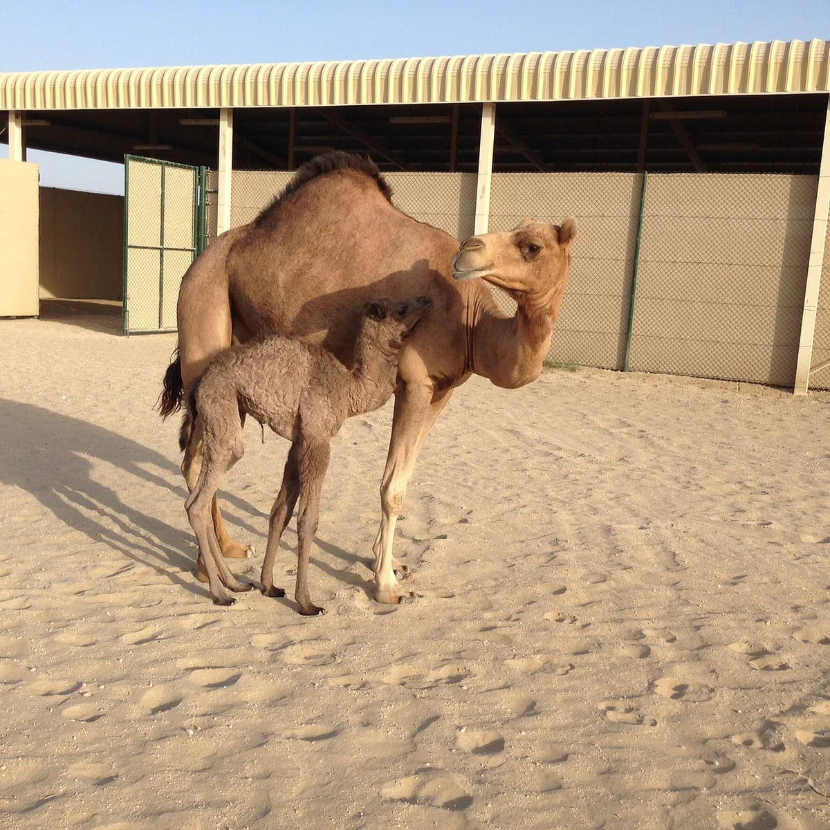 World's first cloned camel Injaz is now a mother | Khaleej Times