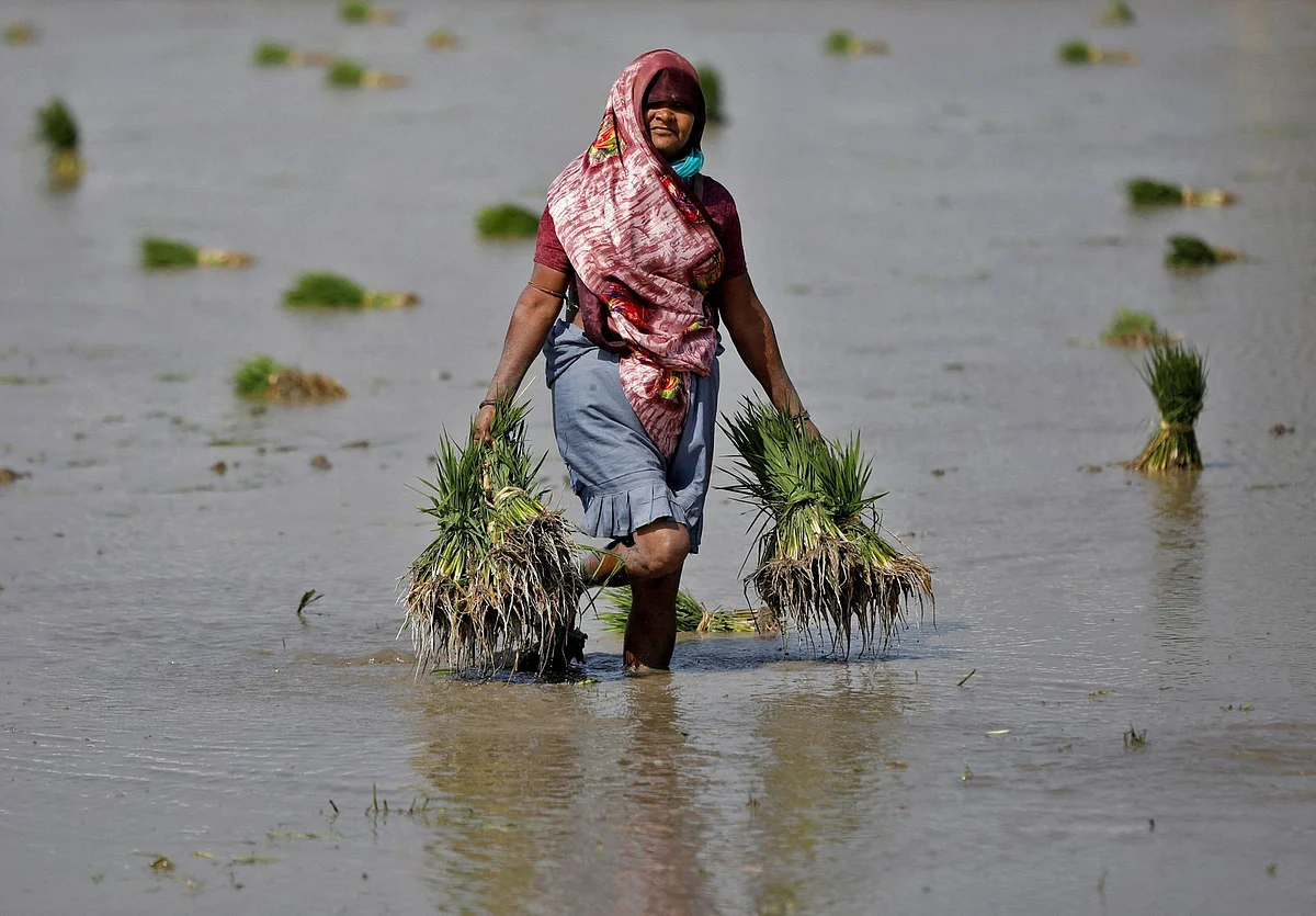 Indian farmers rush to plant summer crops as monsoon revives | Khaleej ...
