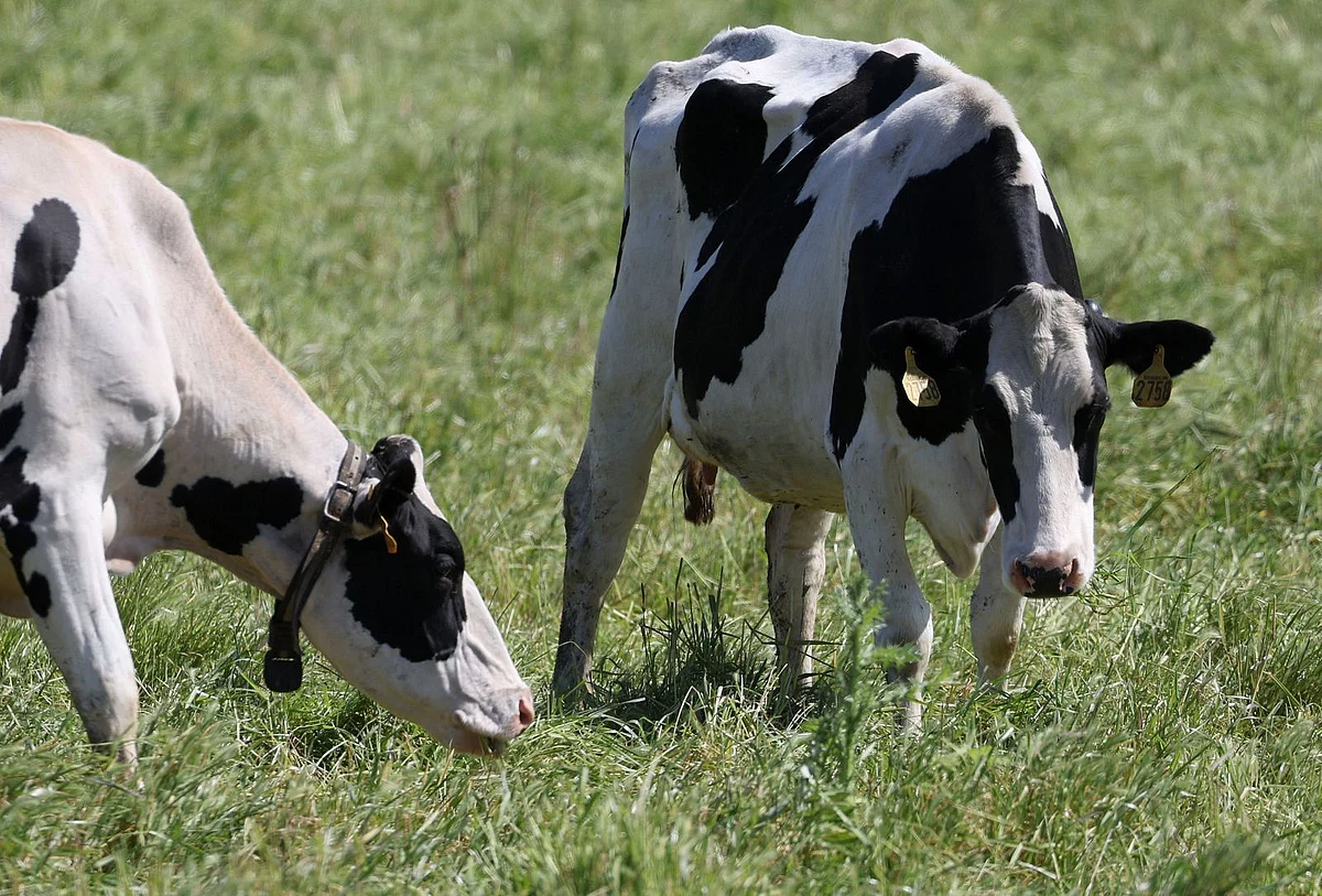 US states testing cattle and humans for bird flu | Khaleej Times