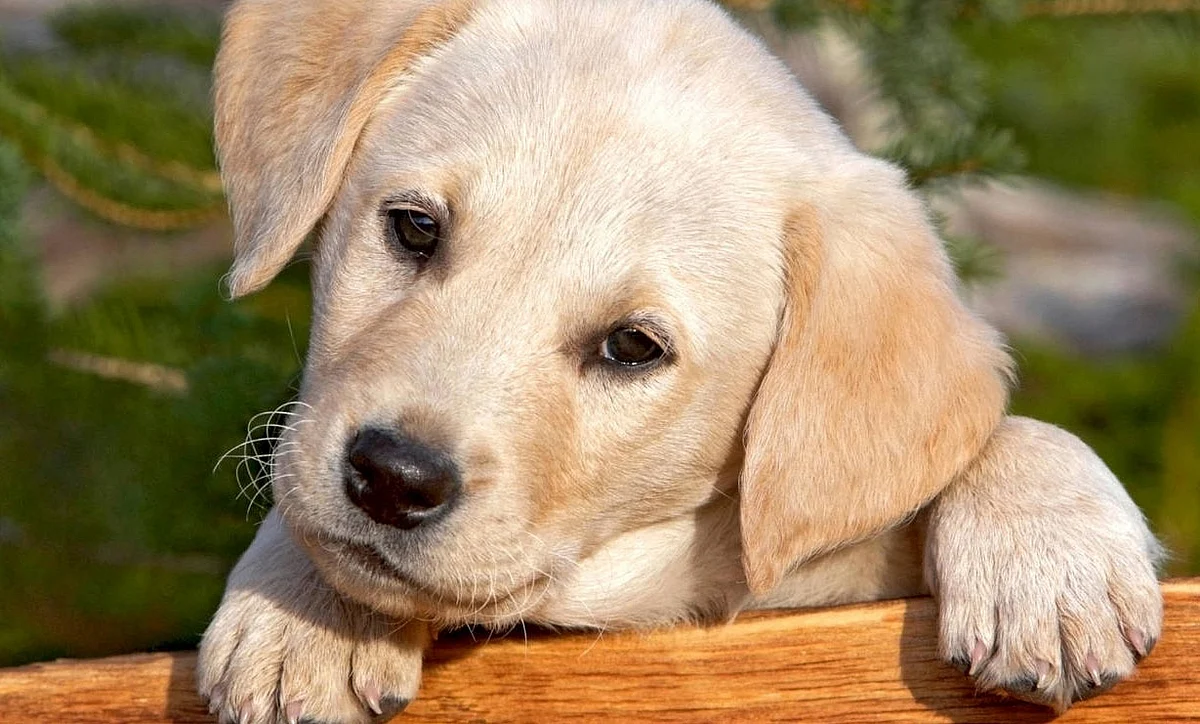 UAE: Travelling with a pet? Permit, process, vaccines explained | Khaleej Times