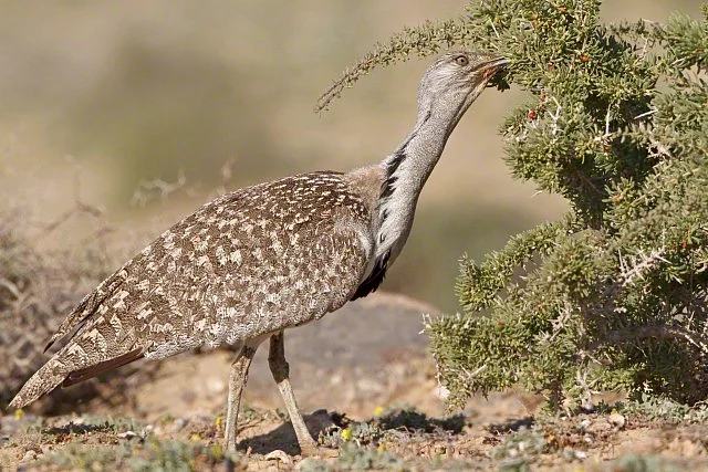 India: Migratory bird from UAE rescued in coastal Maharashtra | Khaleej ...