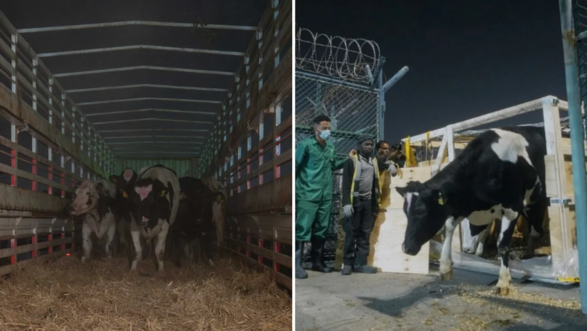 Farm to home: Watch first batch of cows arrive in Sharjah to boost ...