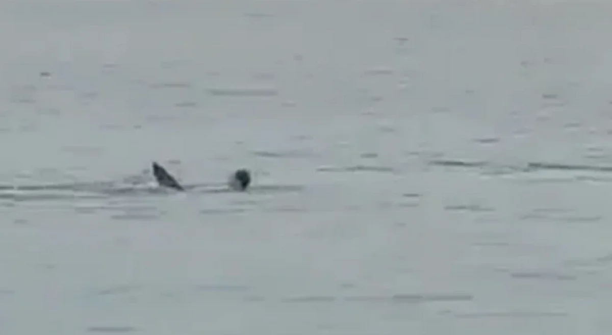 Shark beaten to death after horrific video of attack in Egypt goes ...
