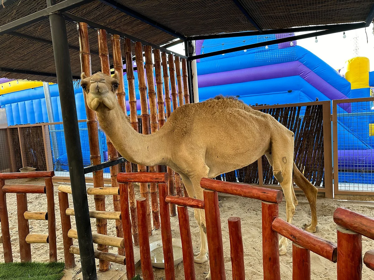 Look: Want to see a mini camel? Sharjah's new pygmy zoo houses rare ...