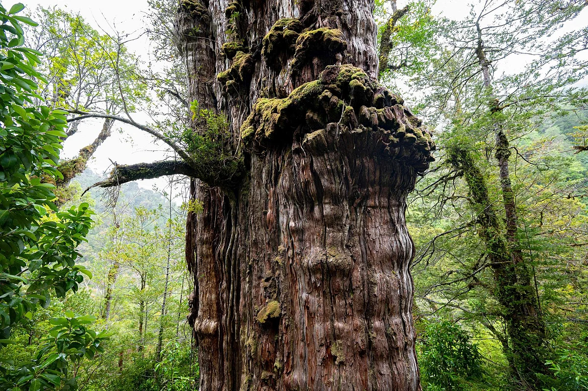 World's 'oldest' tree able to reveal planet's secrets