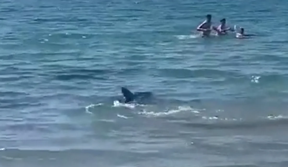 Watch: British family flee from shark in Spain beach days after ...