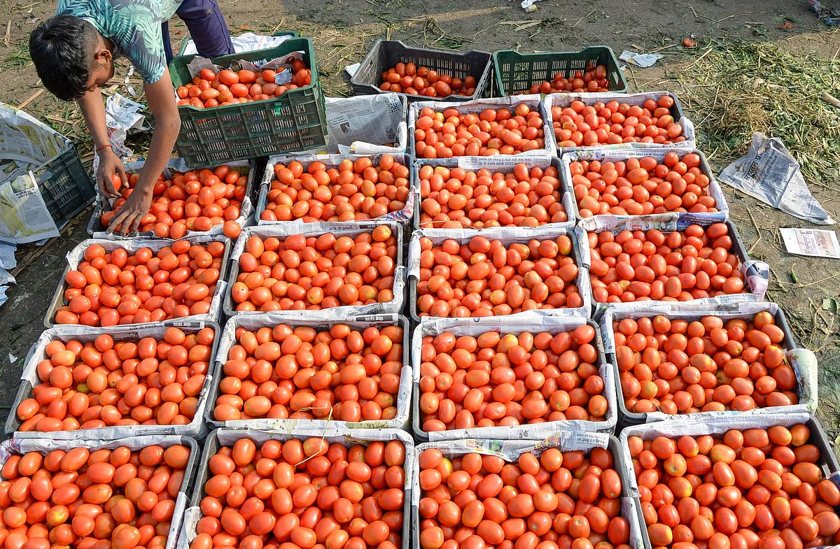 Dubai expat flies to India with 10kg tomatoes in suitcase amidst rising prices back home ...