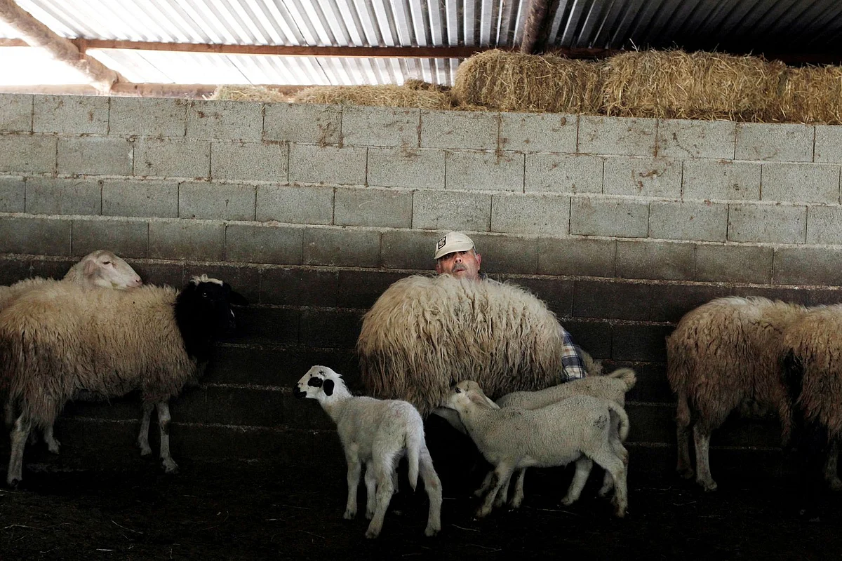 Greece bans moving goats and sheep as 'goat plague' spreads | Khaleej Times