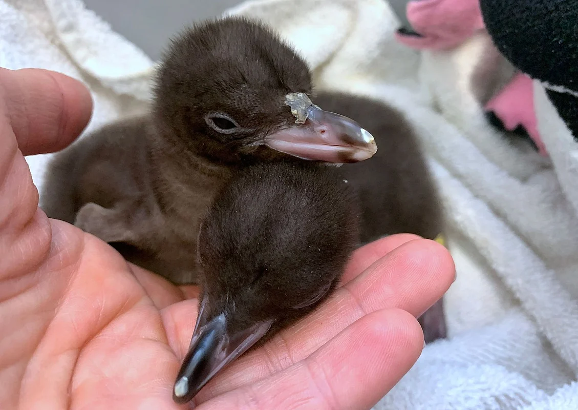 Shy, smelly penguin wins New Zealand bird of the year | Khaleej Times