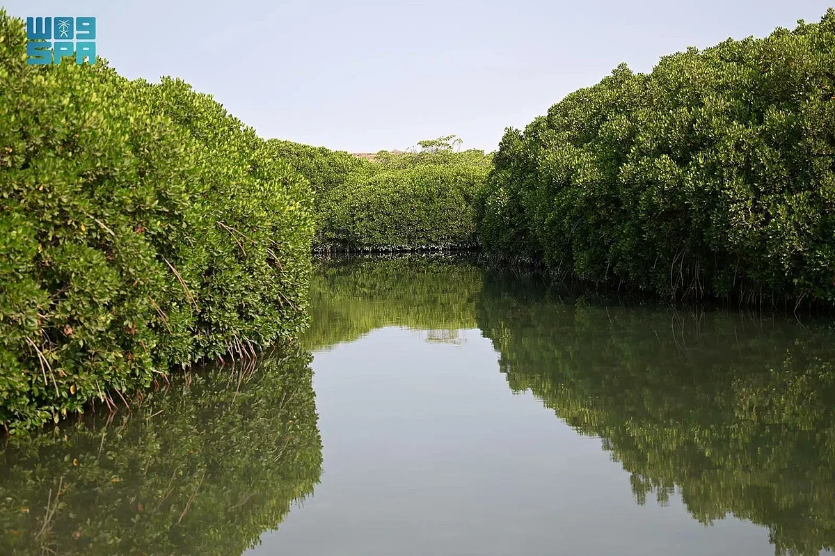 Saudi: Flamingos flourish in Jazan region's mangrove forests, offers unique experience for ...