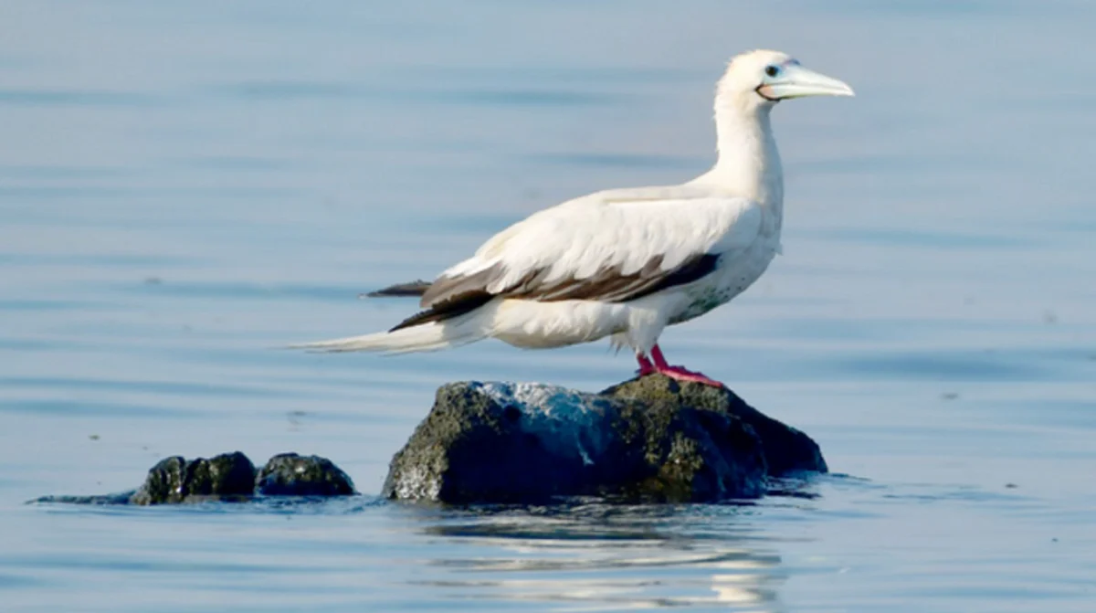 UAE: Rare red-footed bird appears on Abu Dhabi island | Khaleej Times