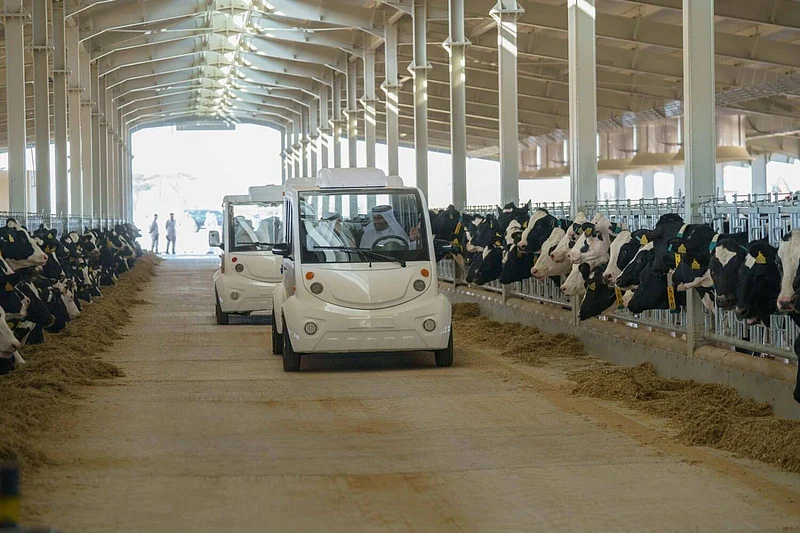 5,000 cows in 3 years: Sharjah’s Mleiha dairy farm to produce cleanest milk