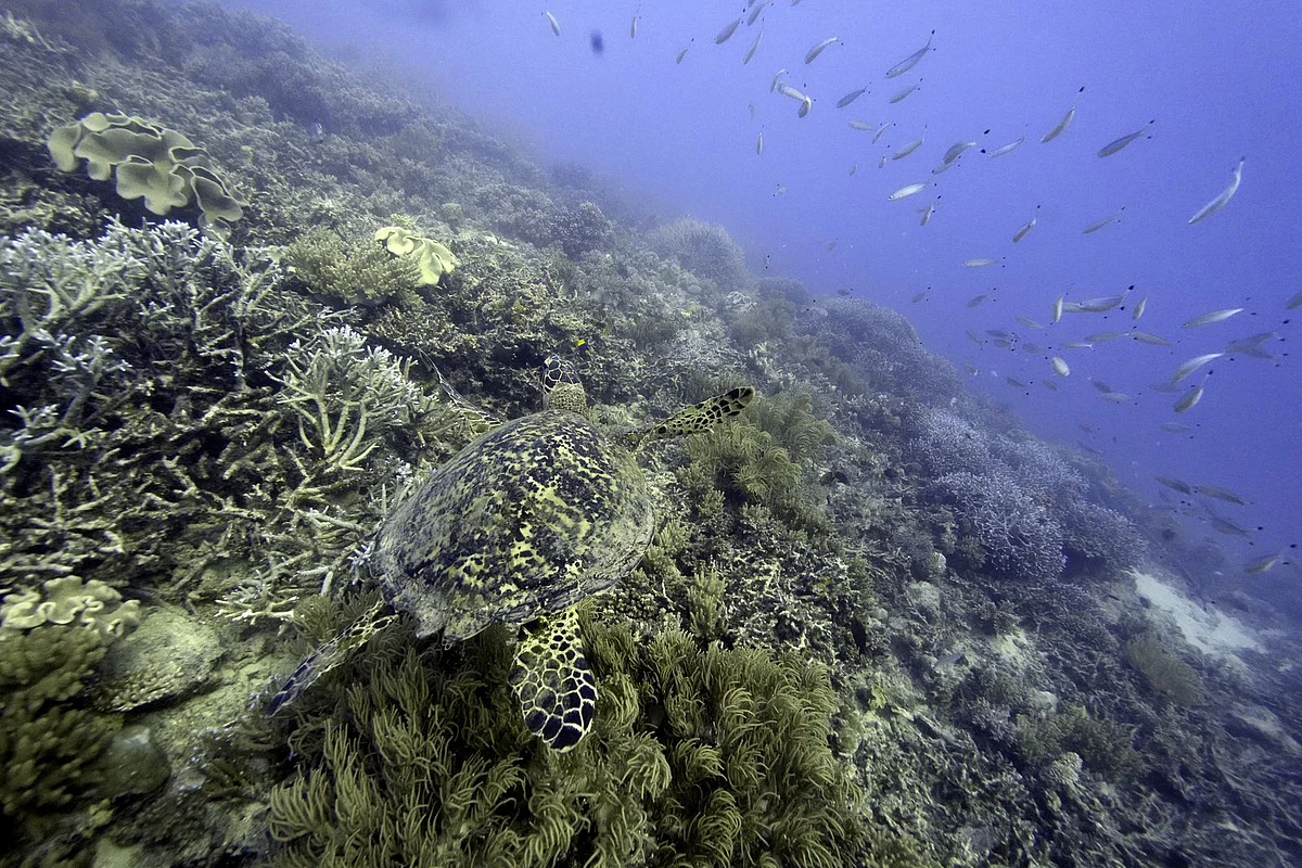 Nations secure UN global high seas biodiversity pact | Khaleej Times