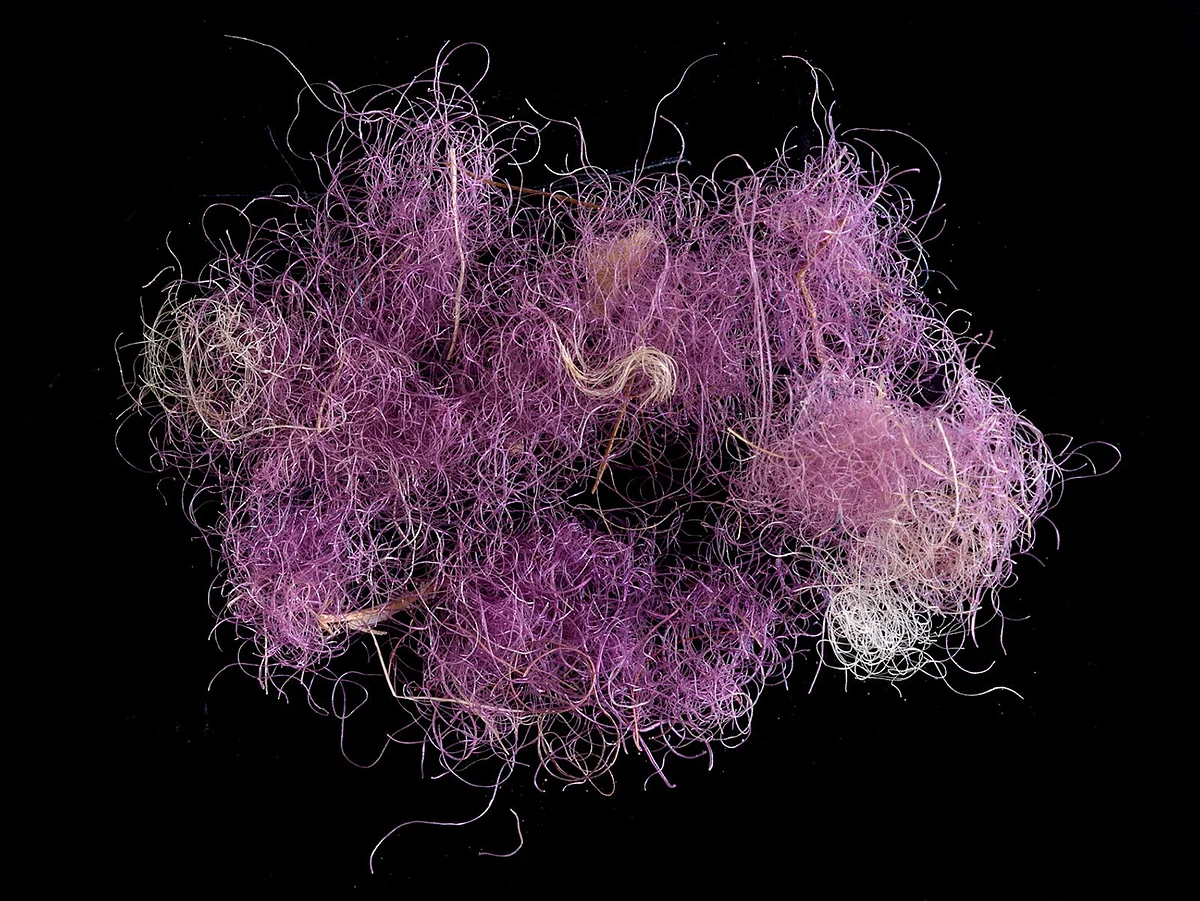 Israelis find ‘royal purple’ fabric from King David era | Khaleej Times