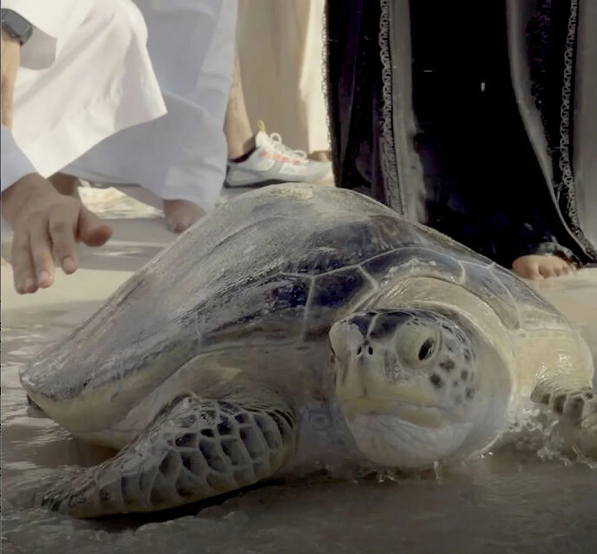 UAE: 81 rescued, rehabilitated turtles released in Abu Dhabi | Khaleej ...