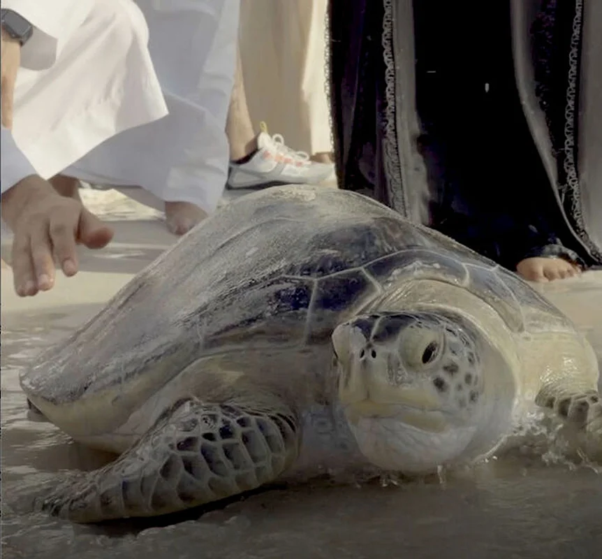 UAE: 81 rescued, rehabilitated turtles released in Abu Dhabi | Khaleej ...