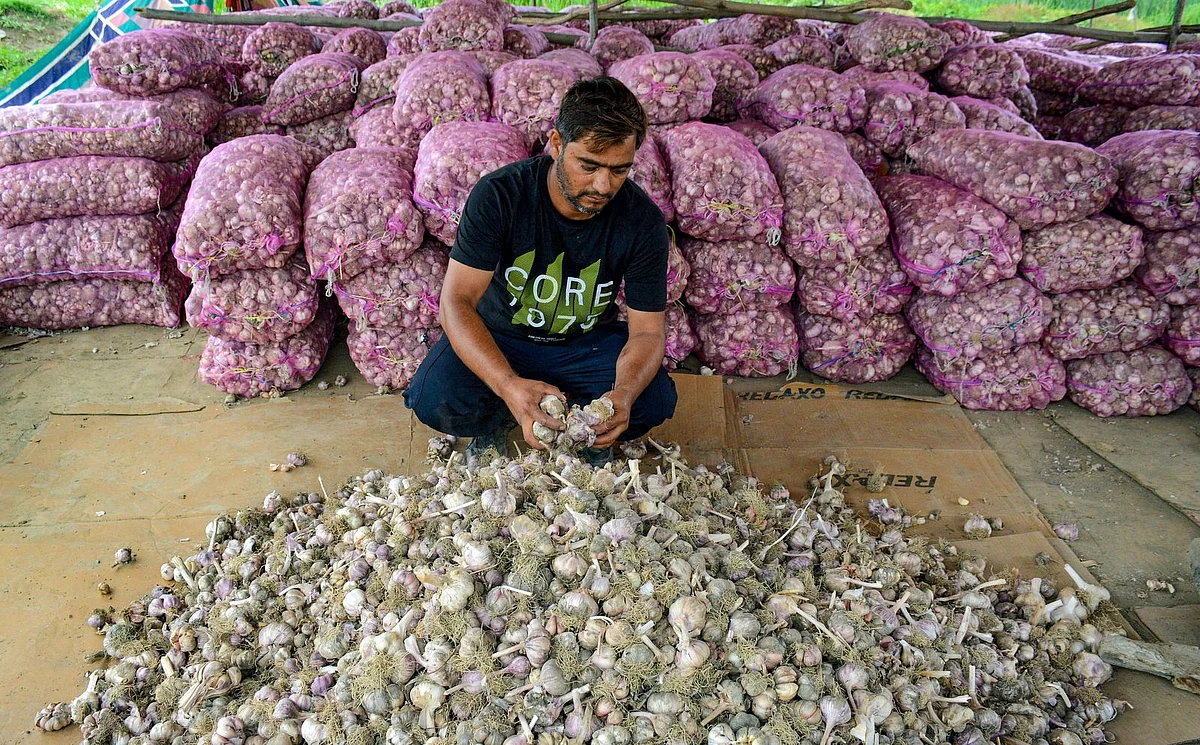 India: Garlic prices go all-time high, farmers resort to CCTV cameras ...