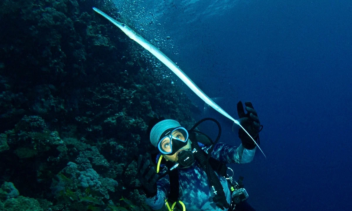 Breaking barriers and inspiring change in the world of diving and ocean ...