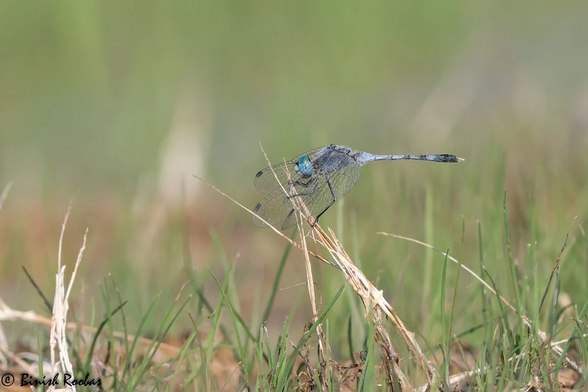New dragonfly spotted in UAE indicates country has more rain, greenery ...